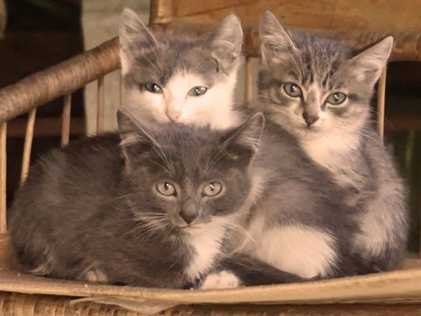 Умные котята умным хозяевам