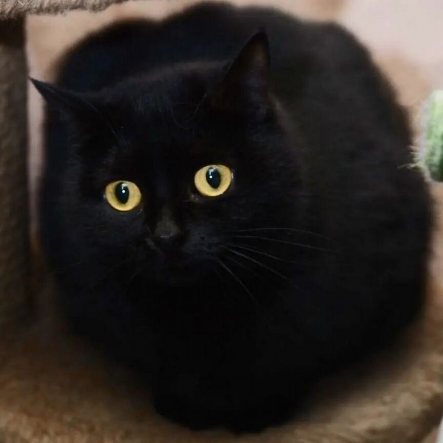 Взрослая, кошка в добрые руки