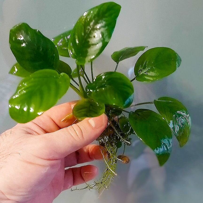 Анубиас бартера