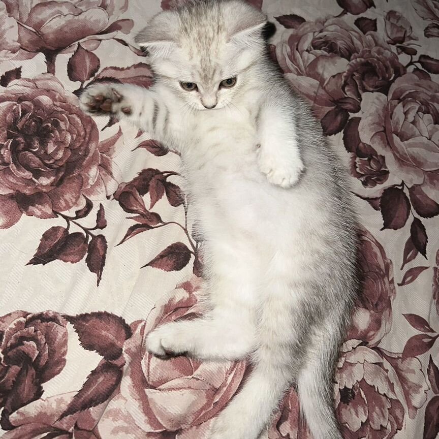 Скоттиш-страйт