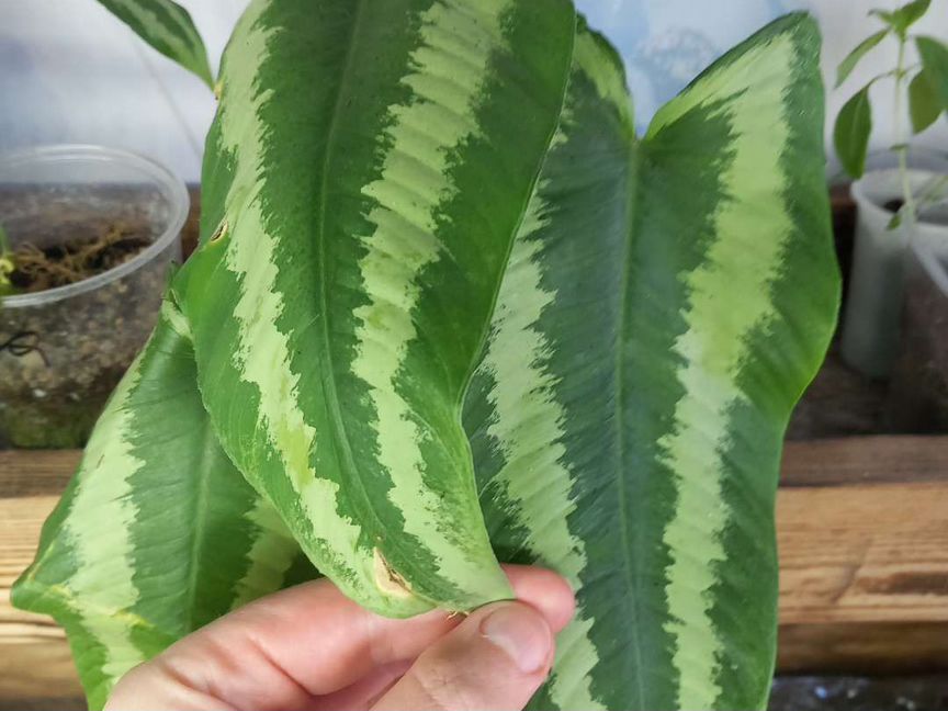 Шизматоглоттис