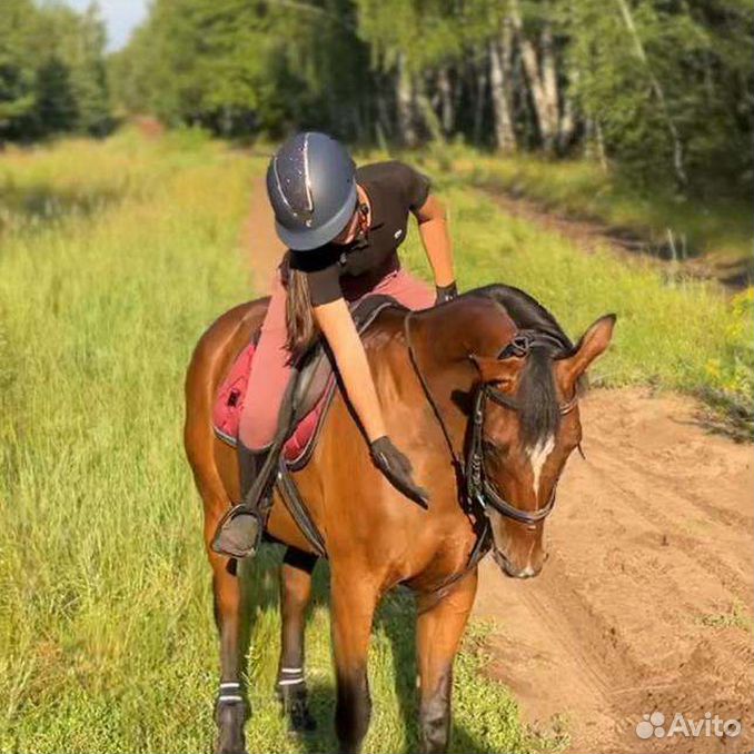 Спортивная лошадь