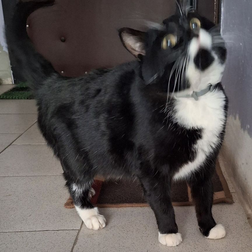 Взрослый кот в добрые руки