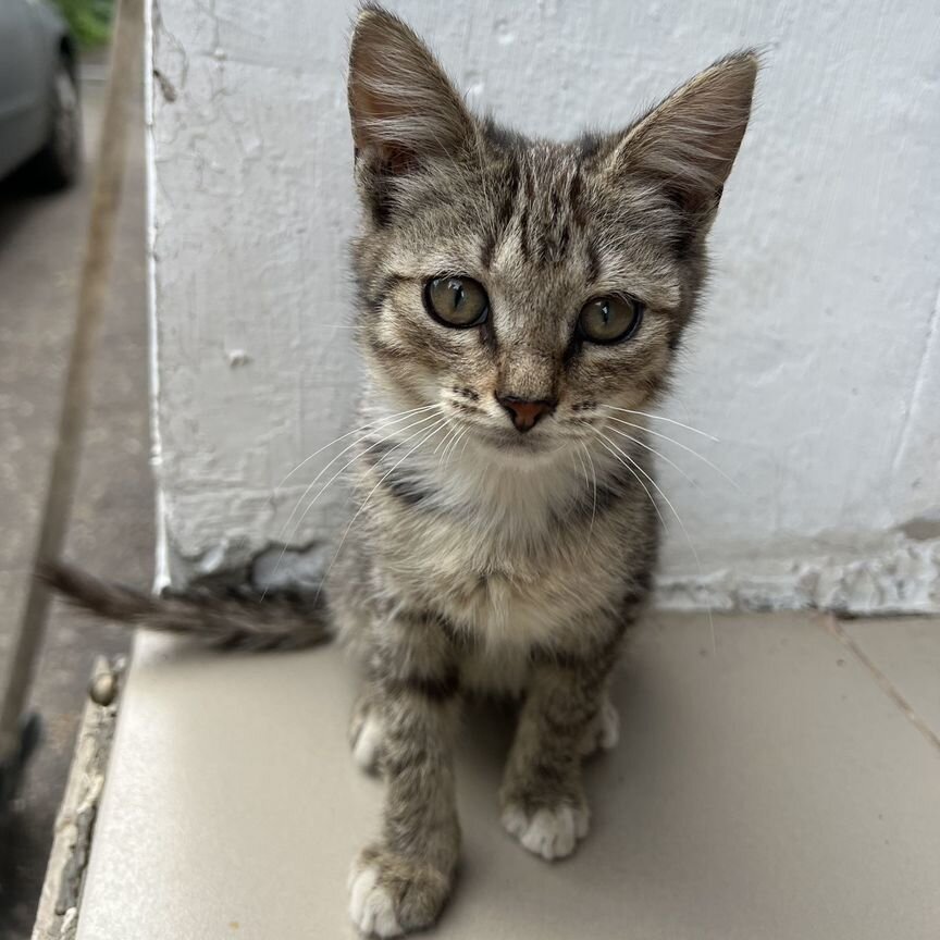Котенок мальчик