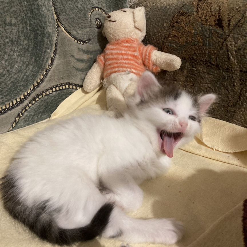 Котята