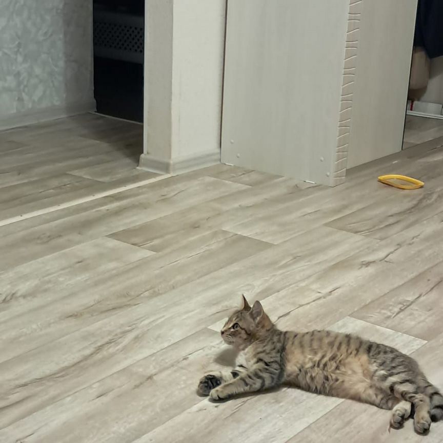 Котята в добрые руки бесплатно девочка