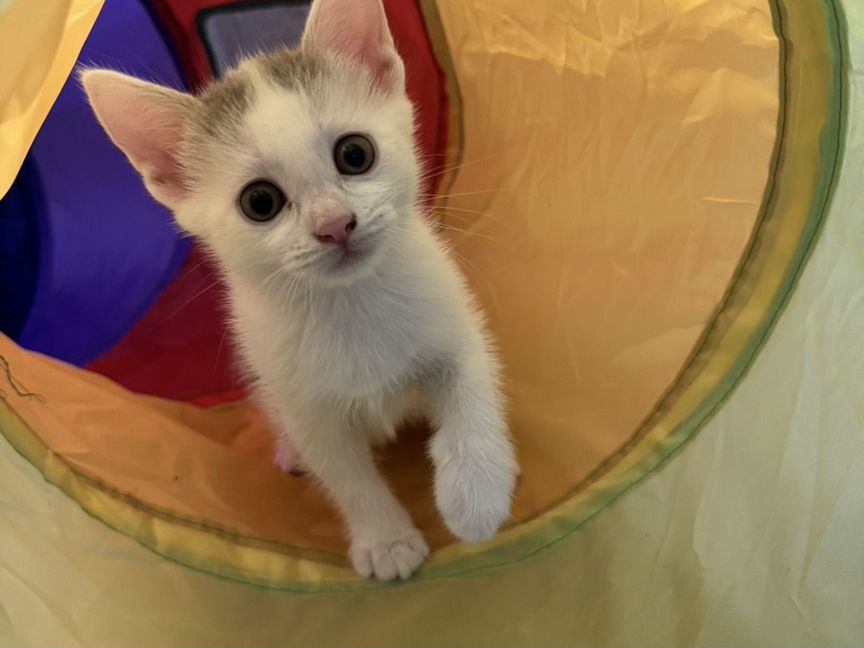 Котенок в добрые руки