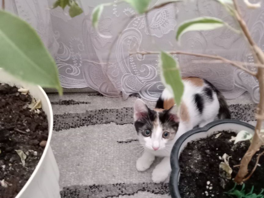 Котёнок трёхцветная