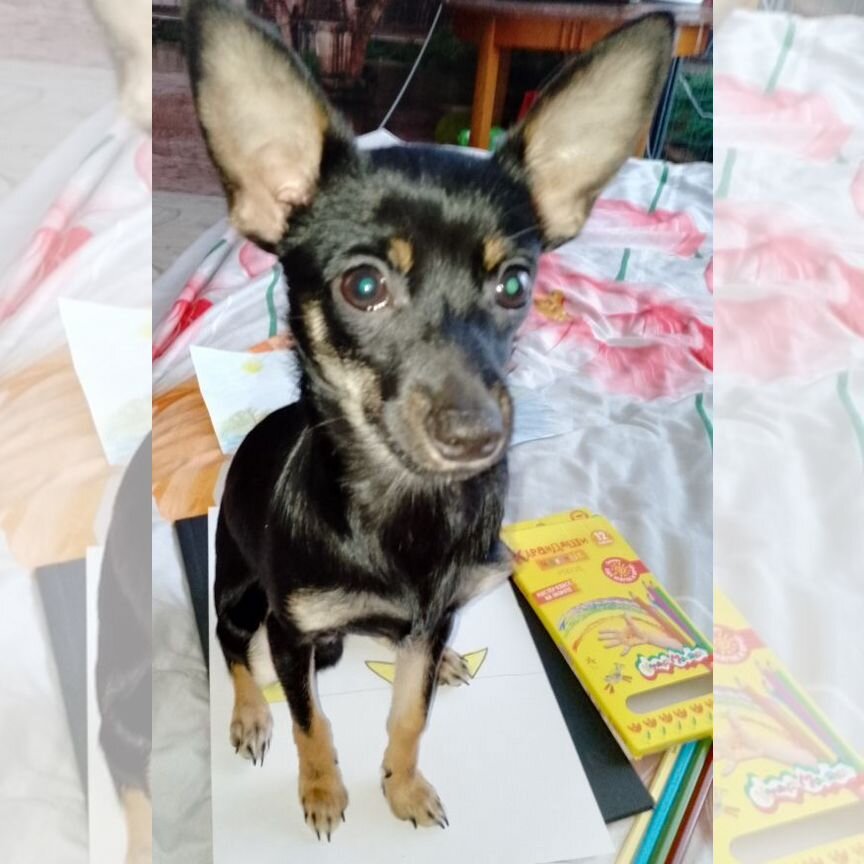 Русский той-терьер, щенок