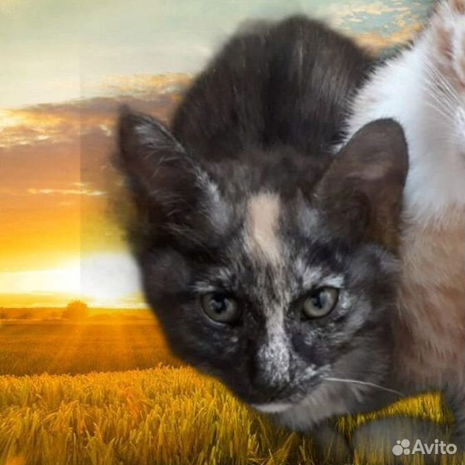 Котенок-девочка, черепашковый окрас