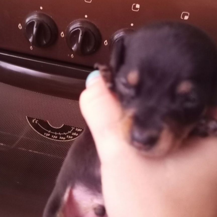 Той-терьер щенки