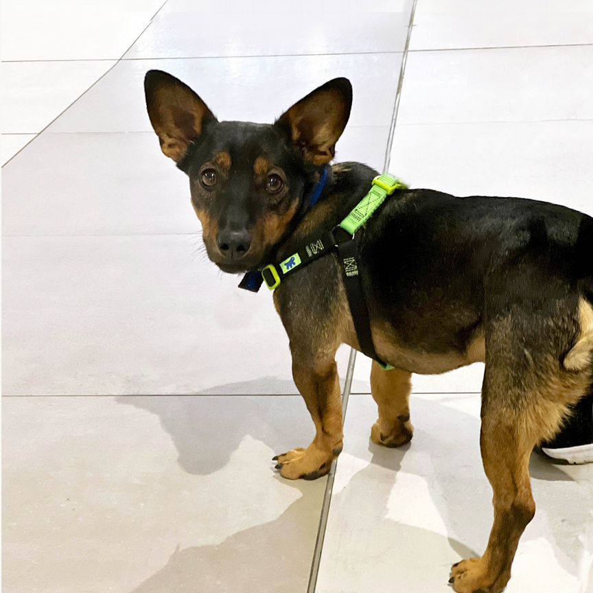 Очаровательный маленький песик в добрые руки