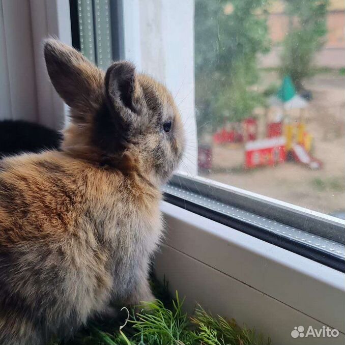 Кролик карликовый рекс