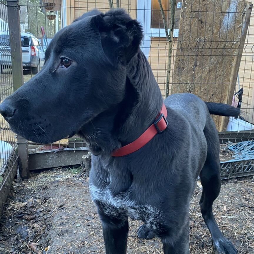 Щенок в добрые руки