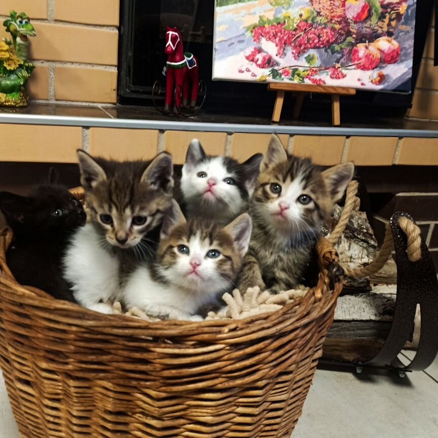 Котята в добрые руки