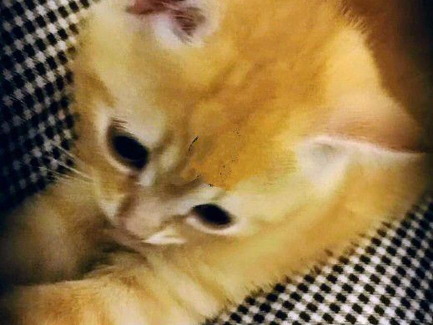 Милашка Мурзик