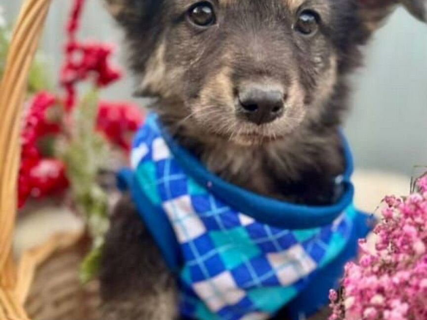 Пушистый щенок