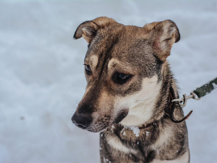 Ника: робкая собака из приюта в добрые руки