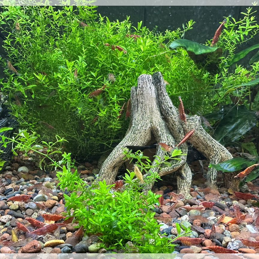 Аквариумные креветки