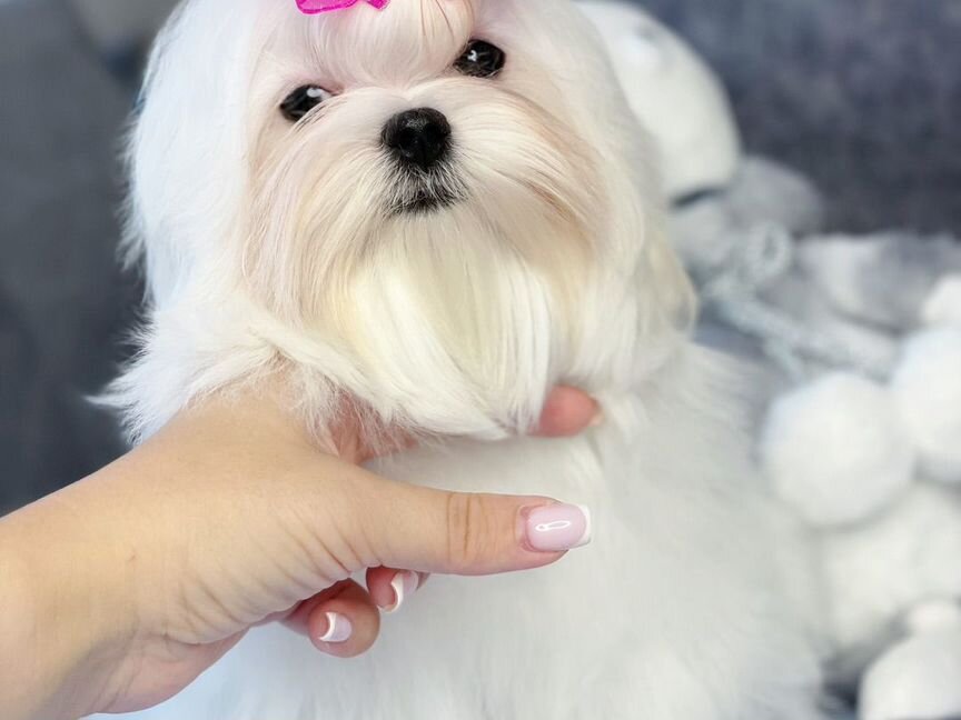 Девочка мальтезе Корея