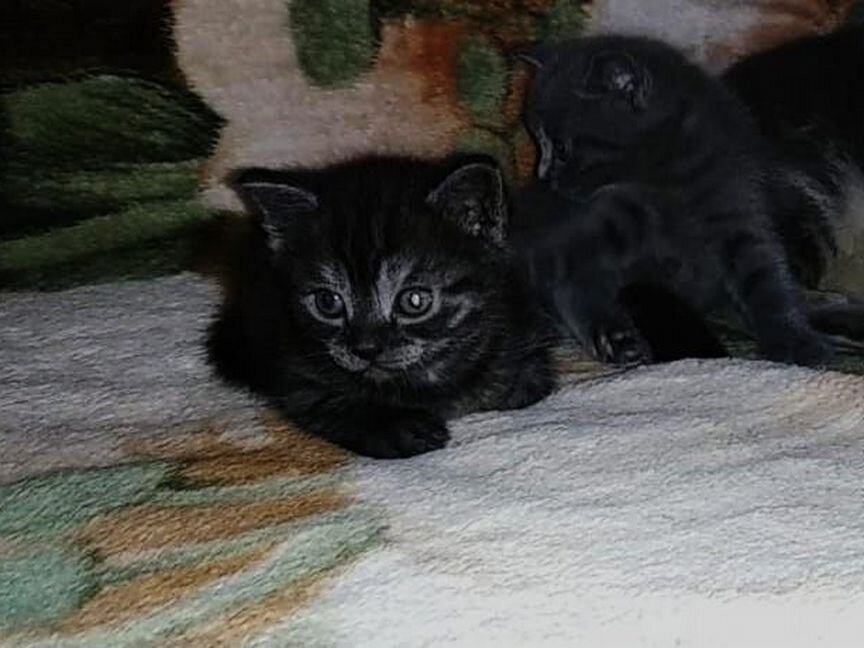 Британские котята