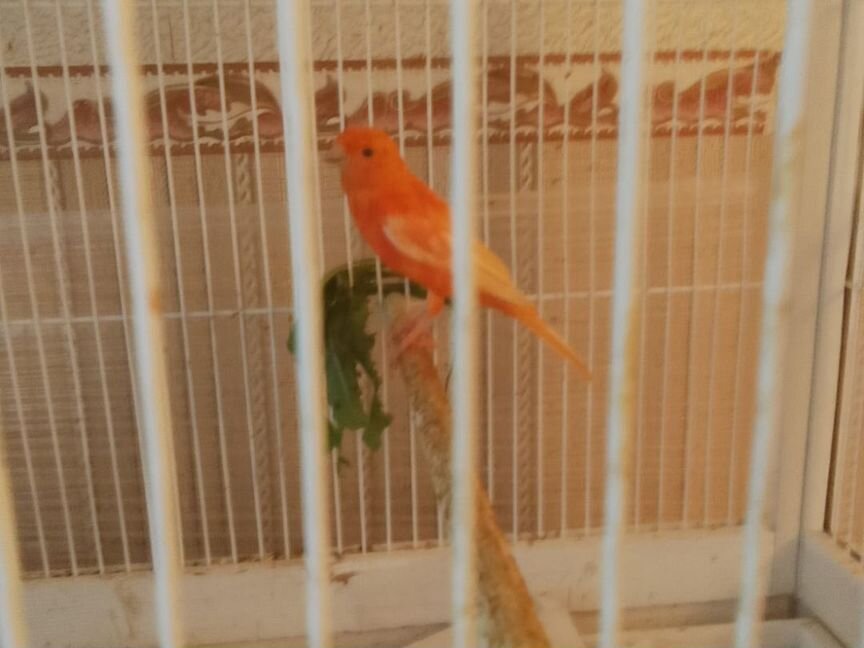 Красный канарейка