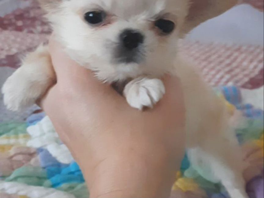 Милая девочка чихуахуа