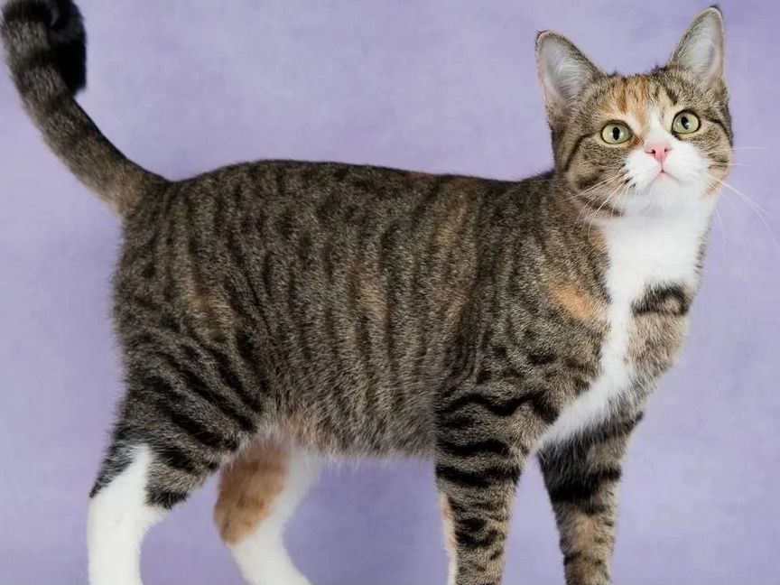 Кошечку Милли из приюта не замечают