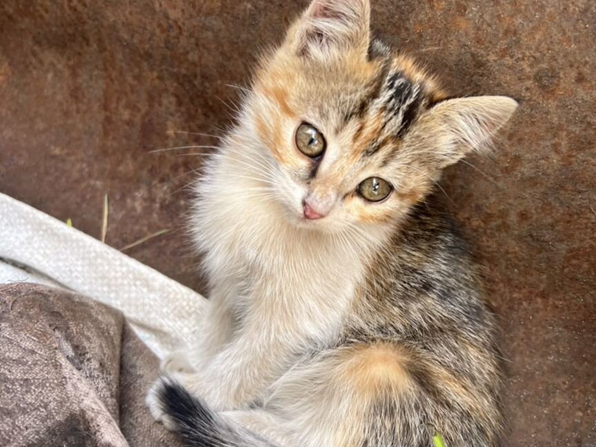 Котята в добрые заботливые руки