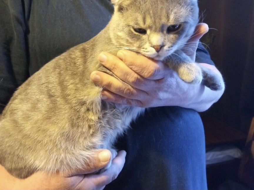 Павлик ищет дом