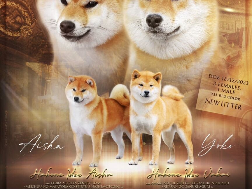 Щенки сиба шиба ину РКФ