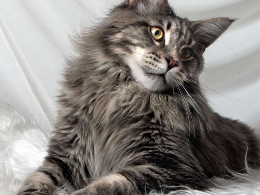 Котята Мэйн кун Помесь