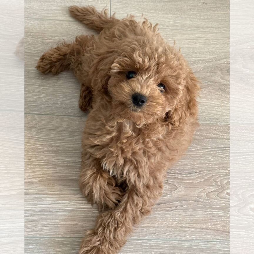 Той-пудель, щенок