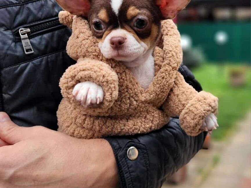 Нарядные мальчики триколор