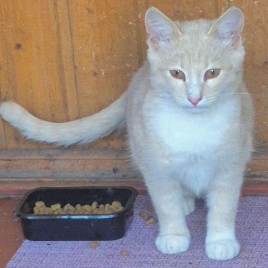 Котята