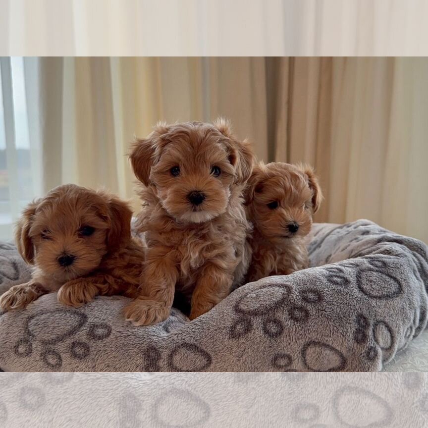 Мальтипу, щенок