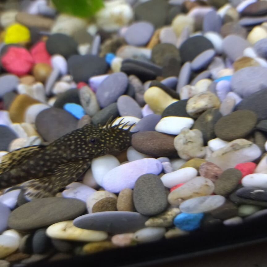 Аквариумные рыбки