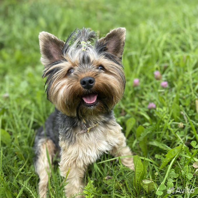 Ищем жениха йоркширский терьер