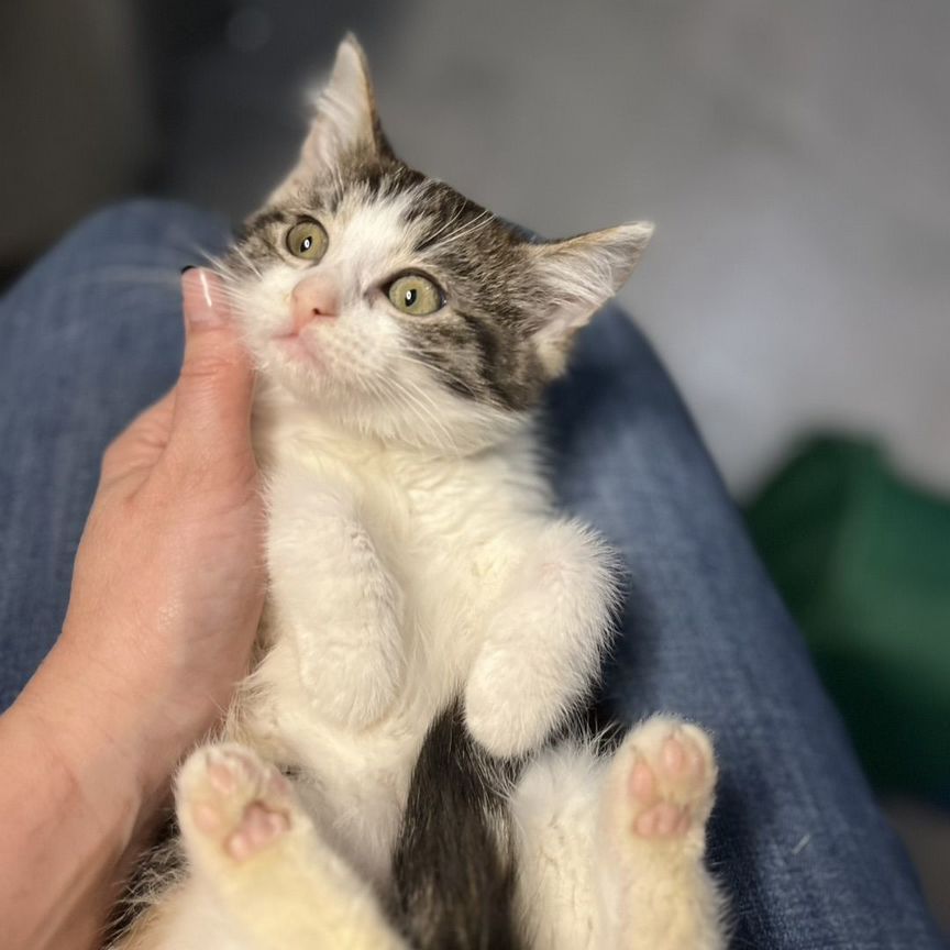 Котенок 2,5 месяца девочка