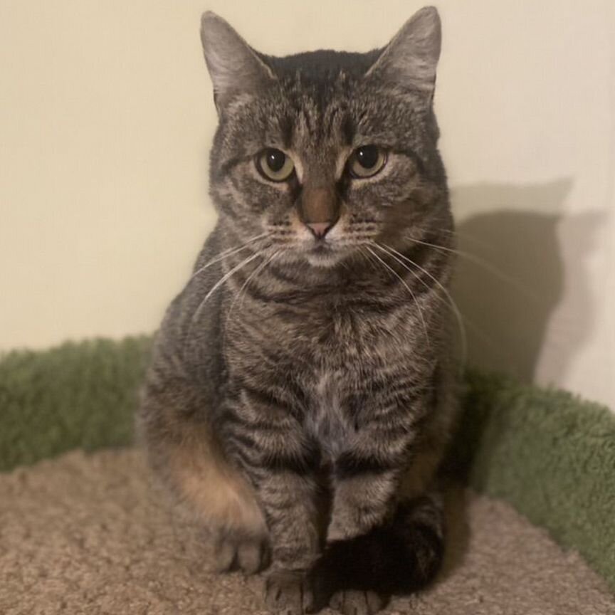 Кошка невидимка