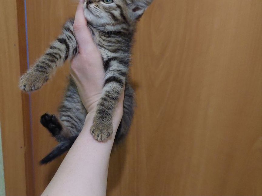 Котёнок Мальчик Бесплатно