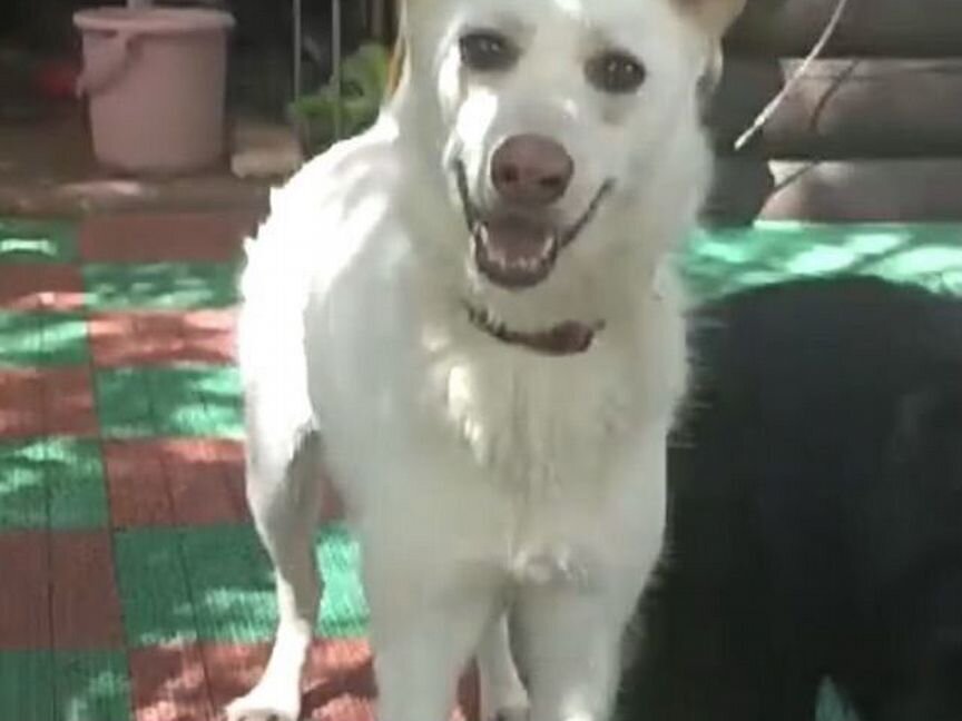 Собака в добрые руки отдам бесплатно