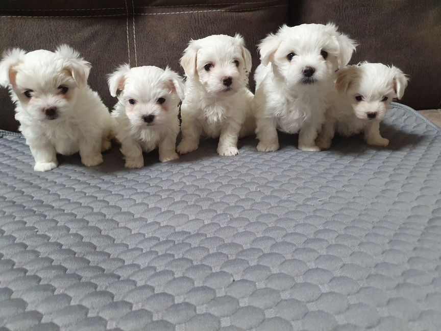 Мальтийская болонка