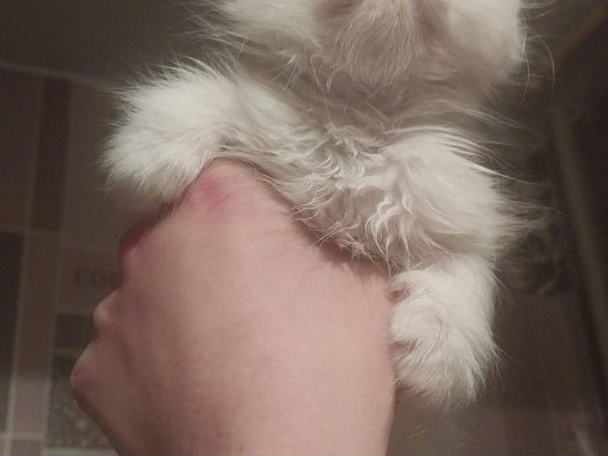 Котёнок Турецкая ангора