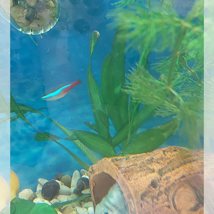 Растения для аквариума прополка