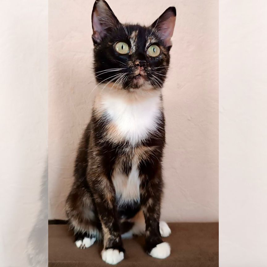 Малышка ждет хозяина