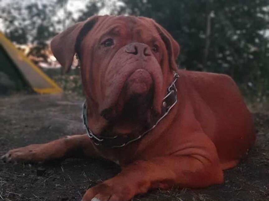 Собаки бесплатно