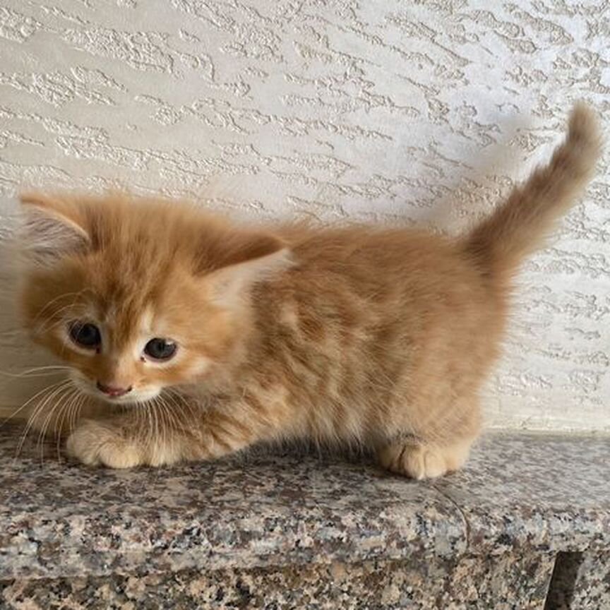 Возьму рыжего котенка