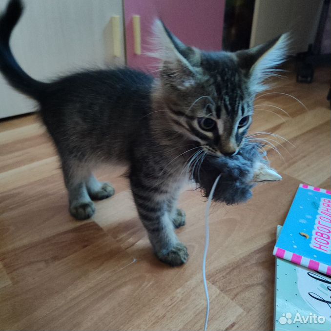 Отдам котенка охотника в добрые руки