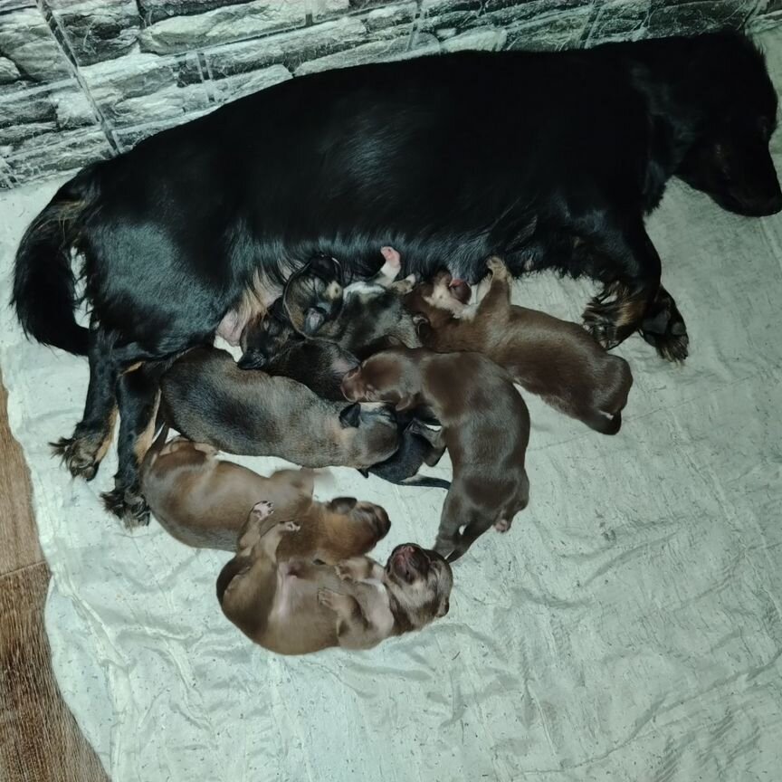 Кокер спаниель, щенок